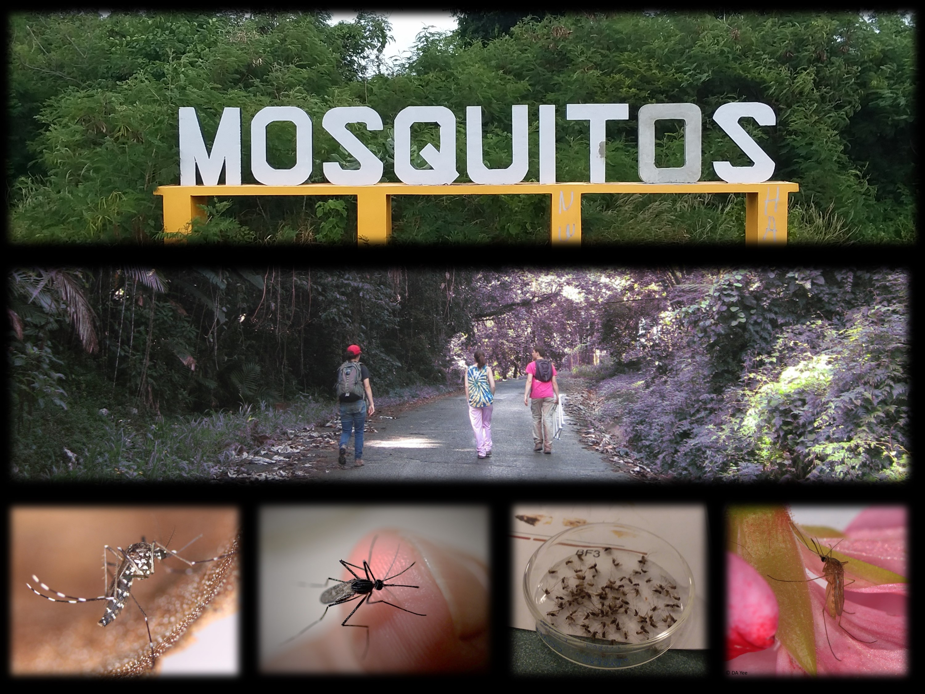 Yee Mosquito Lab
